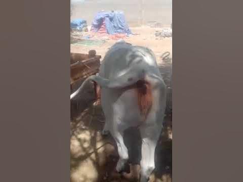 Bachiya For Sale Qurbani 2025 Fresh 2 dant | Cow Qurbani #qurbani #forsale #qurbanilovers # ...