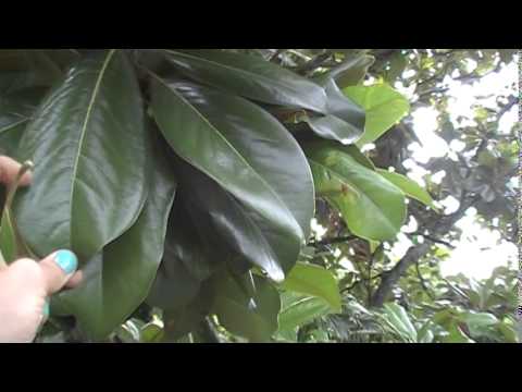 How To Use Magnolia Pods For Decorating