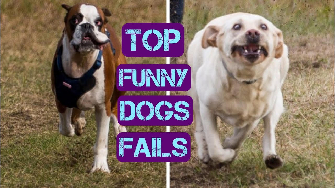TOP FUNNY DOGS FAILS compilation - YouTube