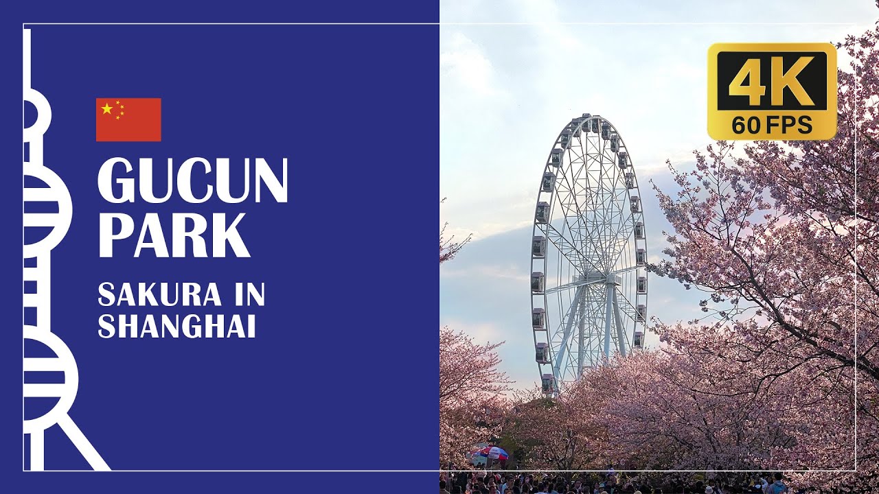 🌸🇯🇵 Gucun Park - Looks like Japan Sakura in Shanghai - Walk in Shanghai ...