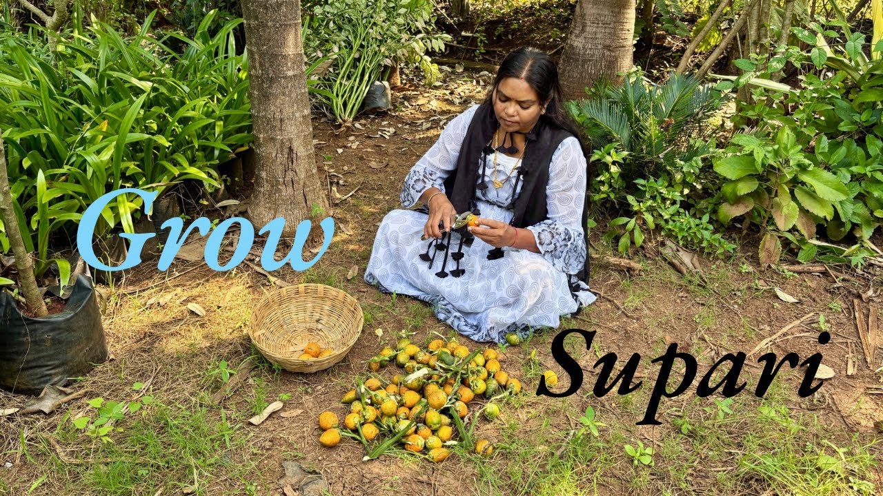 How to grow Areca Nut From Seed | Betel Nut / Areca Nut (Supari) ko ...