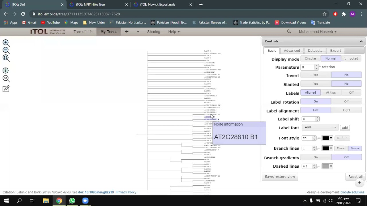 How to improve phylogenetic tree using itol and Mega - YouTube