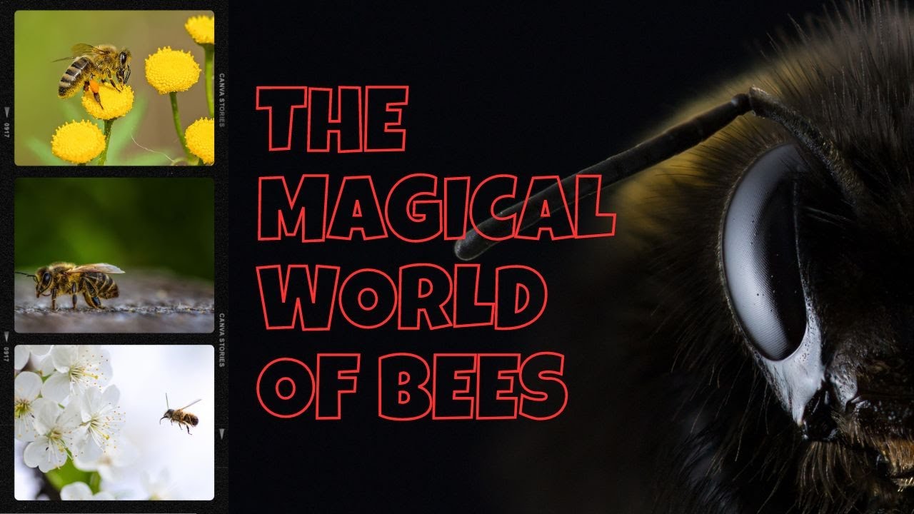 The Magical World of Bees - YouTube