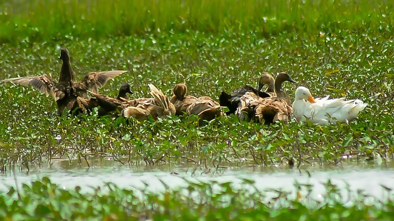 Wild fowl, duck behavior when finding swamps in the dry season - YouTube