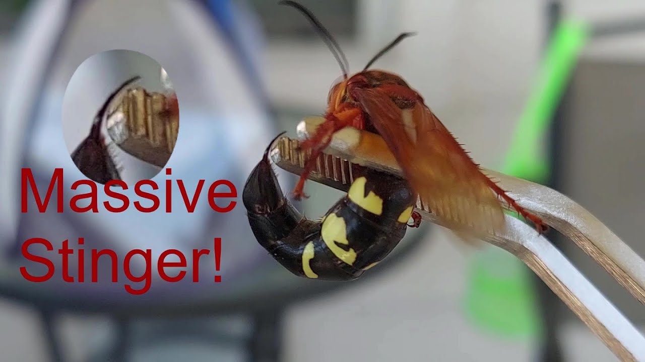 Hands on with a CICADA KILLER wasp! - YouTube