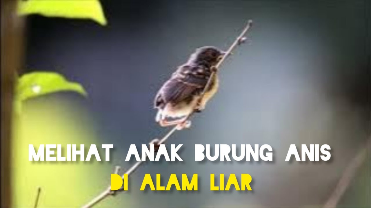 MELIHAT PERKEMBANGAN ANAK BURUNG ANIS DI ALAM LIAR || - YouTube