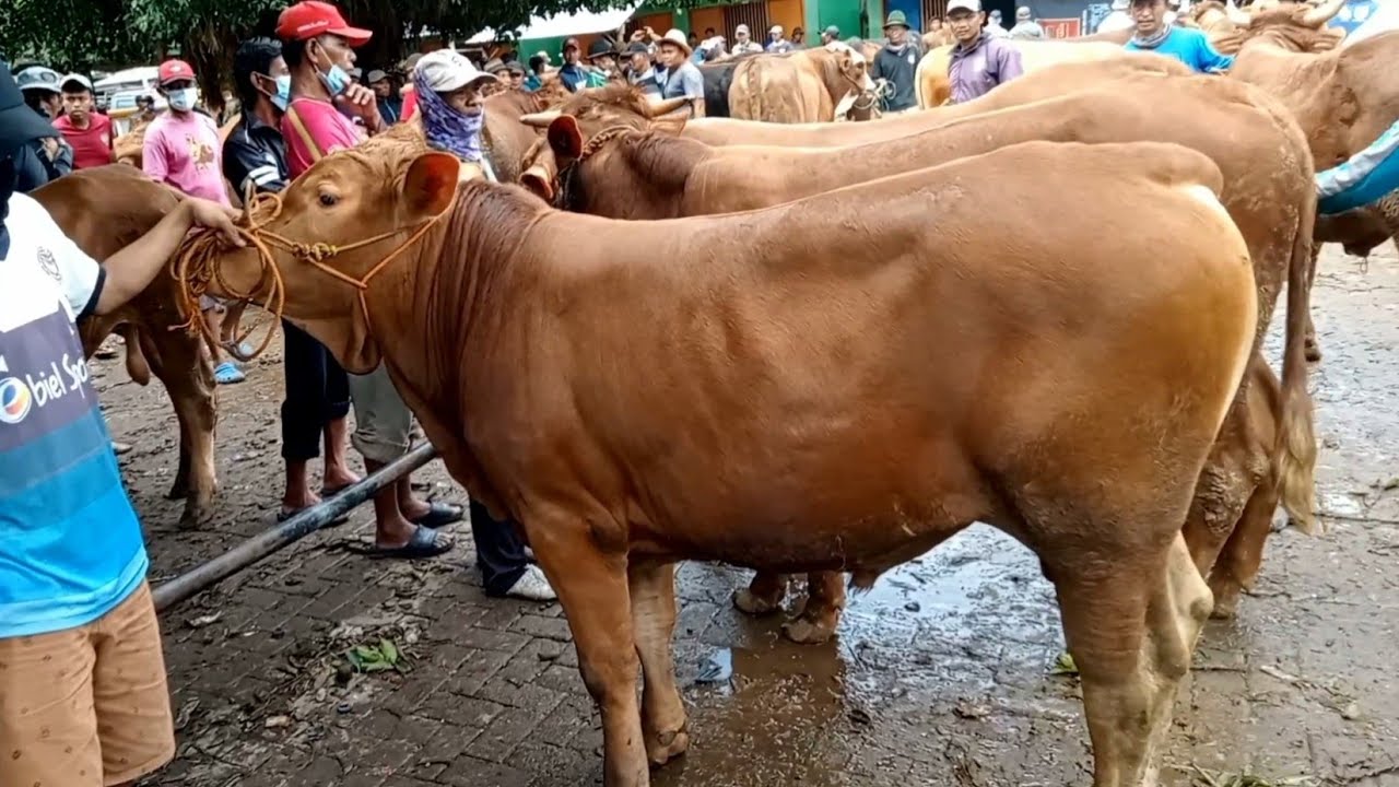 SAPI JANTAN BAKALAN MURAH !! SEPI PEMBELI Pasar Sapi Tuban - YouTube