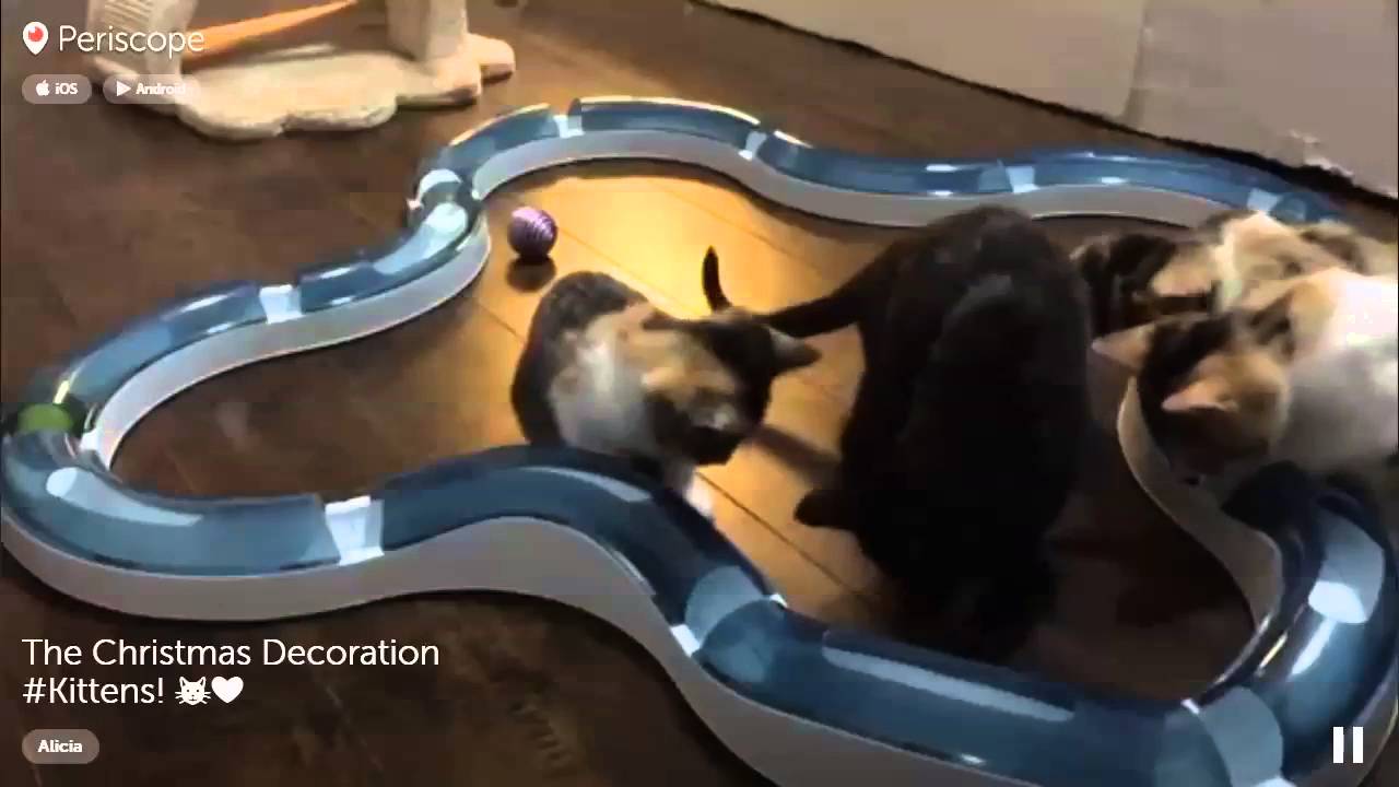 Alicia's evening 2016-01-10 Periscope with Christmas Decorations litter ...