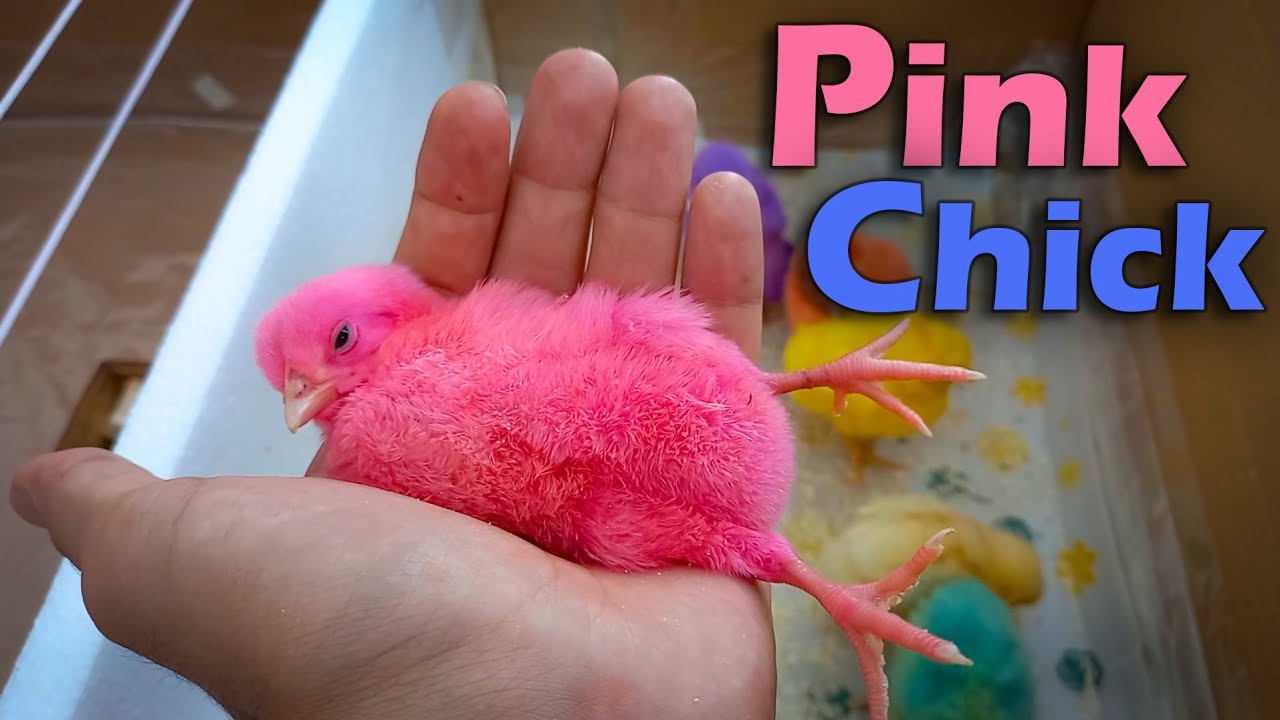 The pink chick fainted in my arms💛 ️ - YouTube