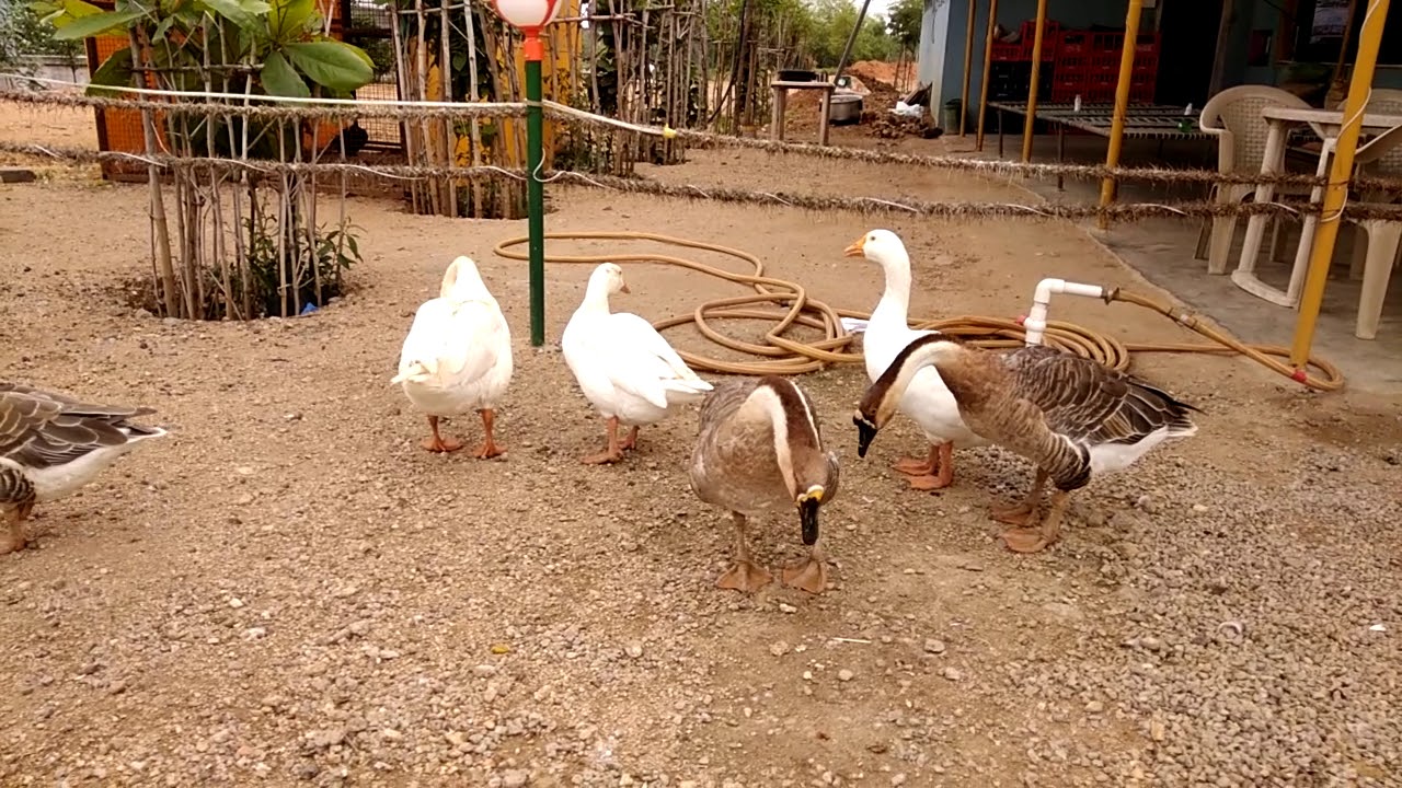 Duch | konga | animal | bird | group | amaging | big duch | - YouTube