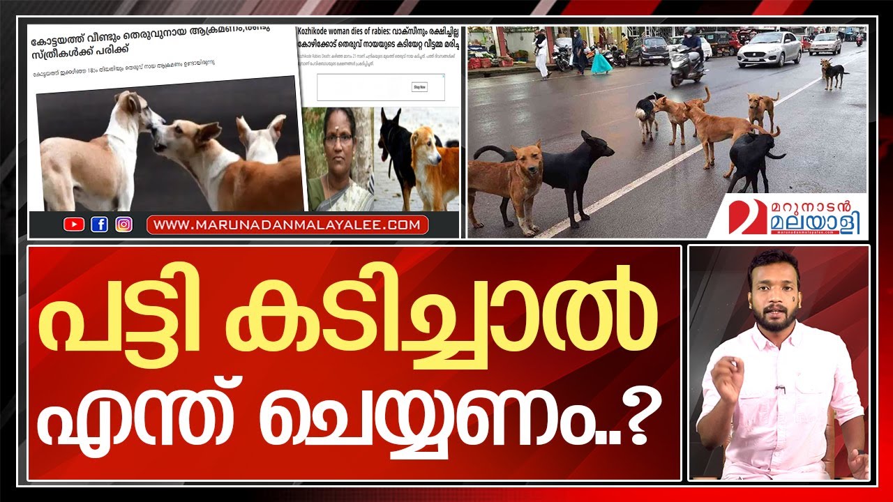 പേപ്പട്ടിയെ പേടിച്ച് കേരളം.... | stray dogs kerala - YouTube