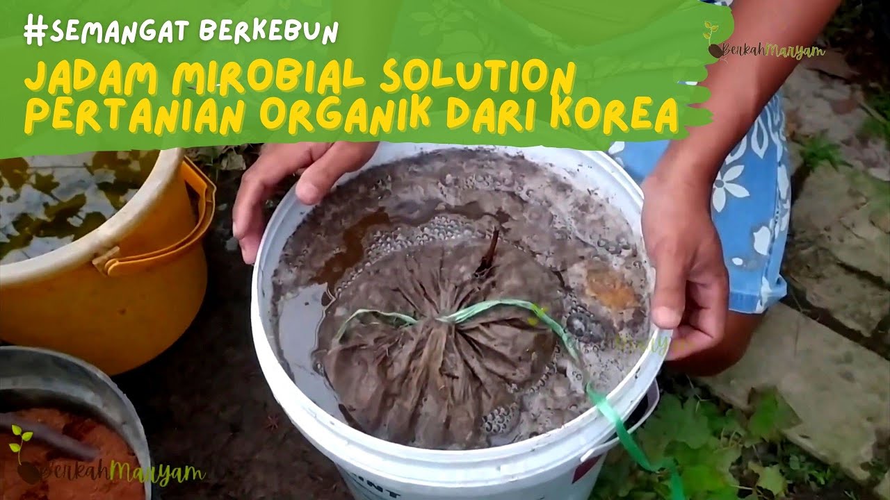 Pengalaman Menggunakan Jadam Microbial Solution pertanian organik dari ...