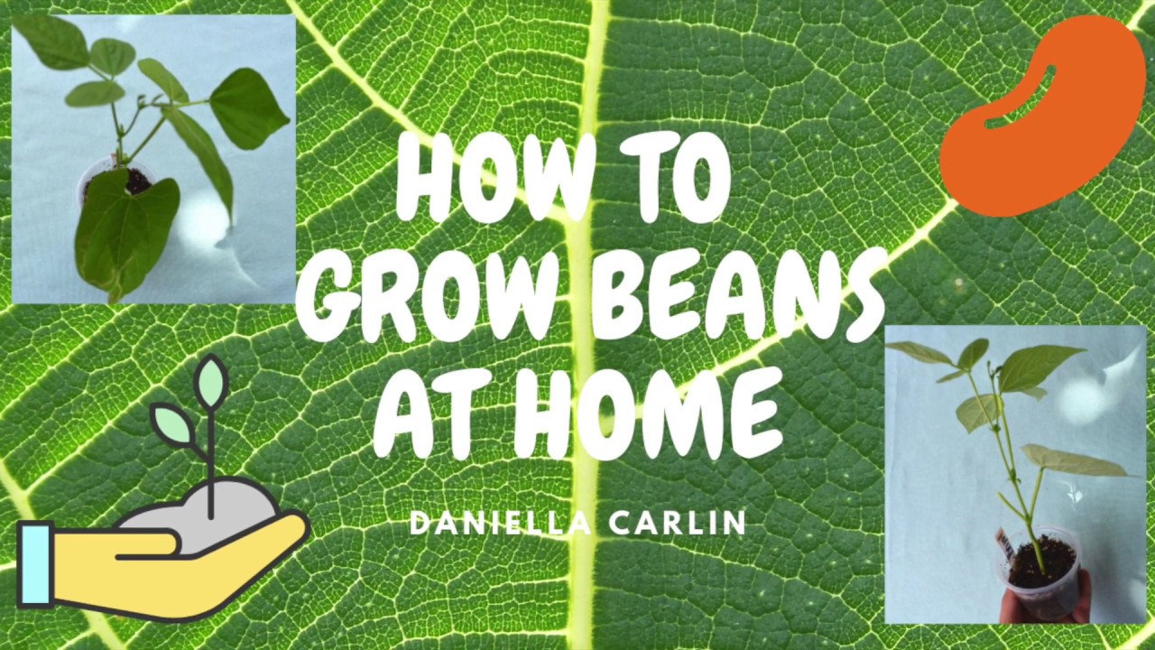 Gardening Skill - How to Grow Beans at Home - YouTube