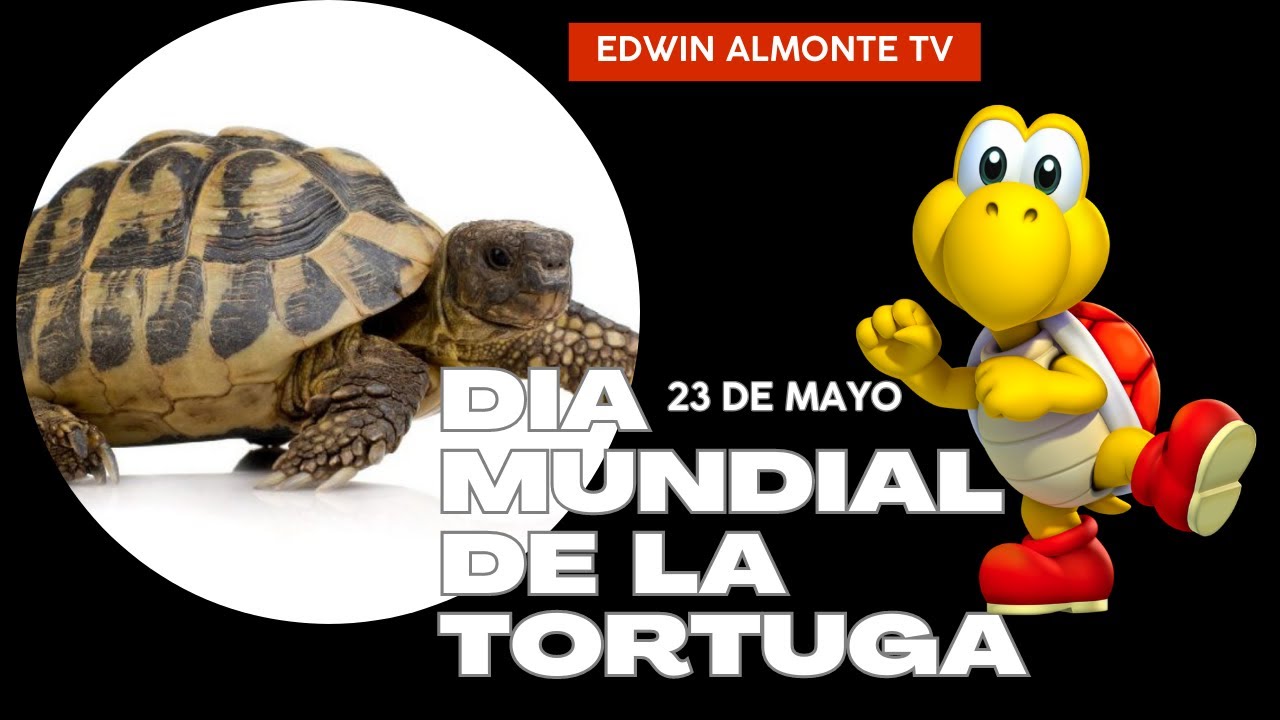 DIA MUNDIAL DE LA TORTUGA 23 DE MAYO - YouTube