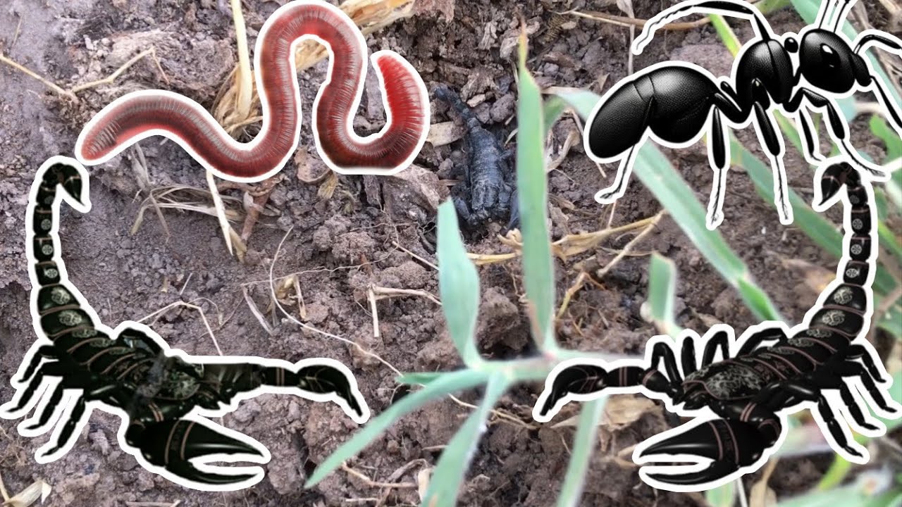 In the evening looking insects,I saw small scorpion,earth worm,Black ...