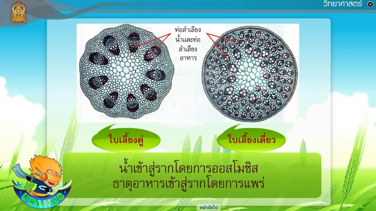 การลำเลียงน้ำของพืช ตอนที่ 1 วิทยาศาสตร์ ม.1 | ข้อมูลทั้งหมดที่ ...