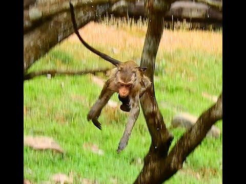 trillion miserable baby monkey in chest while mother is jumping into ...