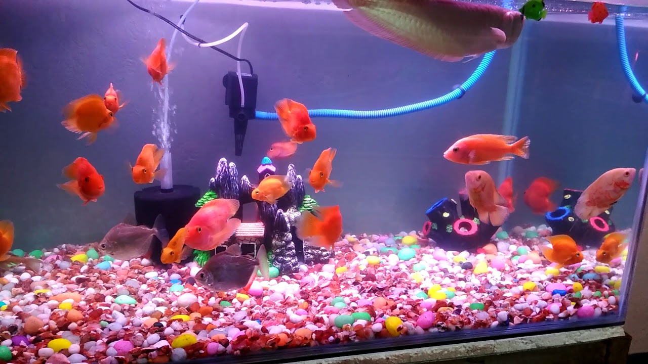 Maxx Aquarium with the costly fish - YouTube