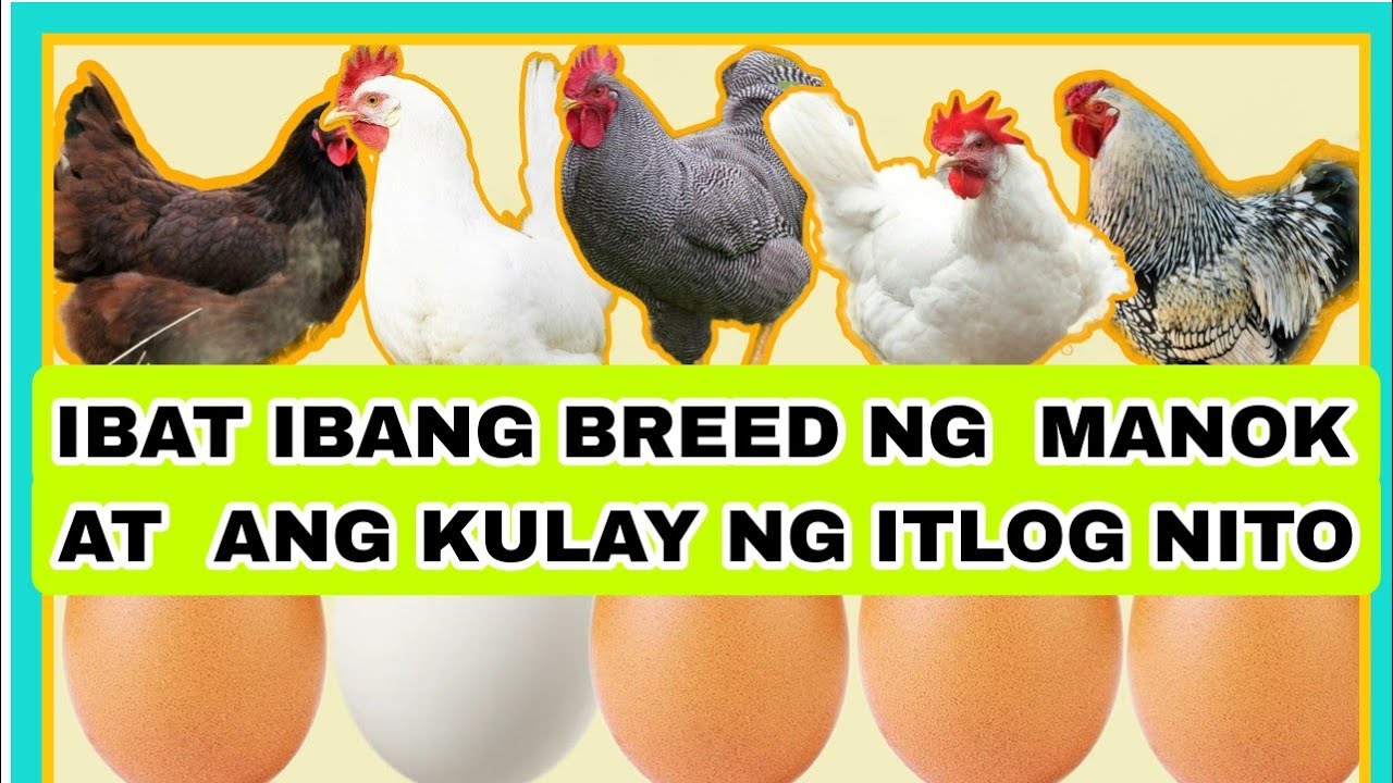 Ibat Ibang BREED ng manok at kulay ng itlog nito - YouTube