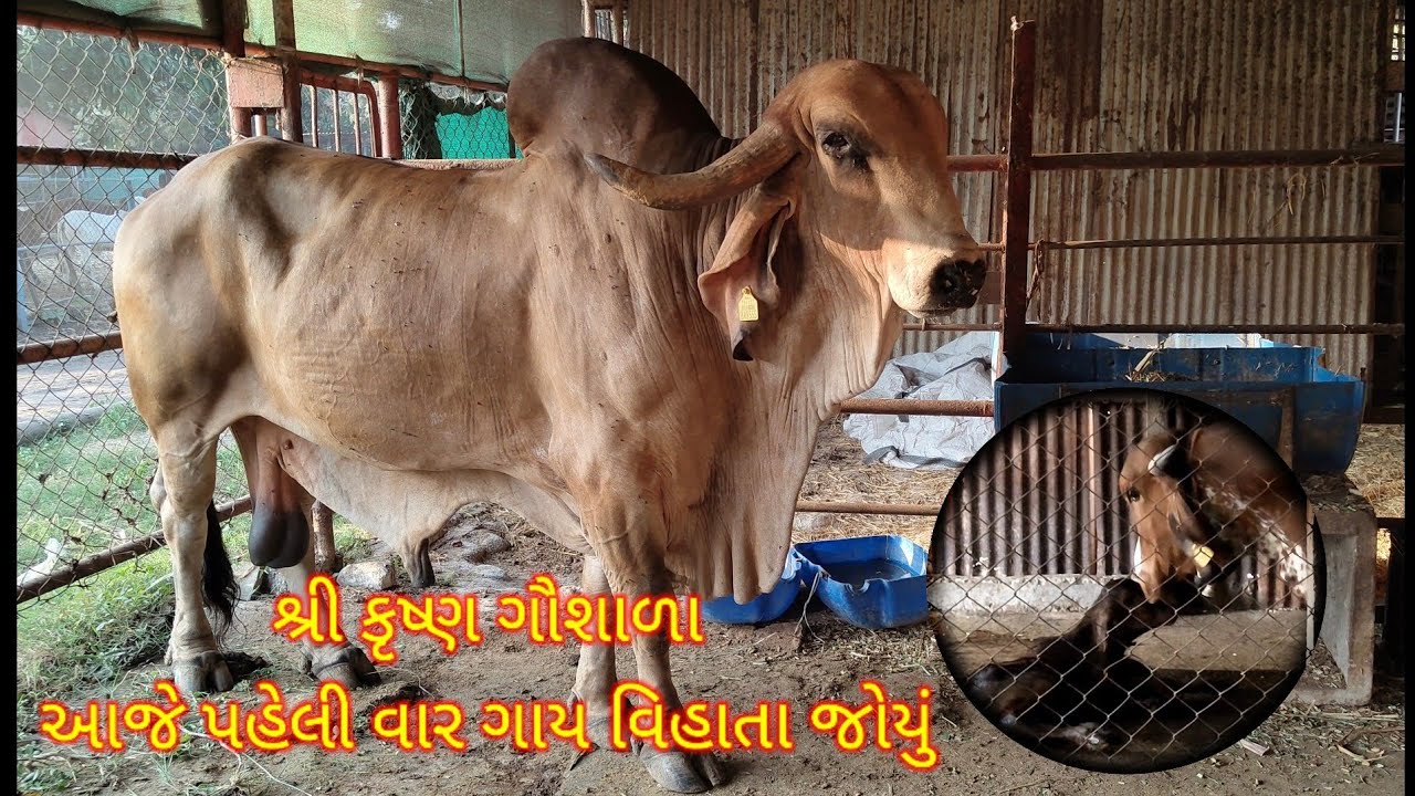 શ્રી કૃષ્ણ ગૌશાળાની મુલાકાત | પહેલી વાર ગાય વિહાતા નો ભાવુક ક્ષણ ...