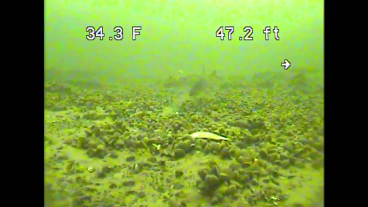 Icefishing for whitefish - YouTube