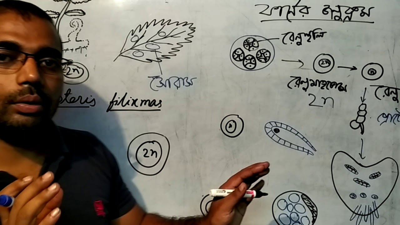 Class X Life science ফার্নের জনুক্রম - YouTube