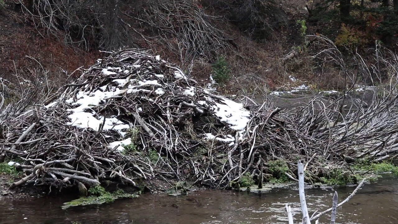 Scenes From a Beaver Dam HD Stock Footage - YouTube