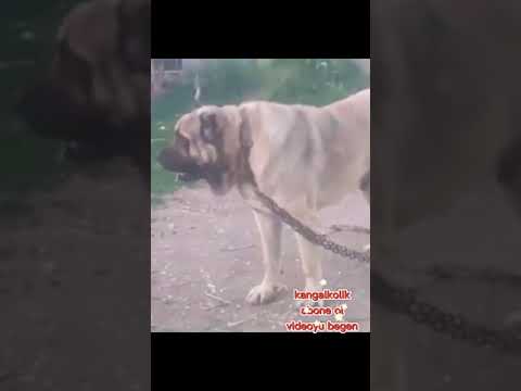 Sinirli kangallar | Saldirgan kangallar   #kangal #akbas #alabai #malakli #cobankopegi