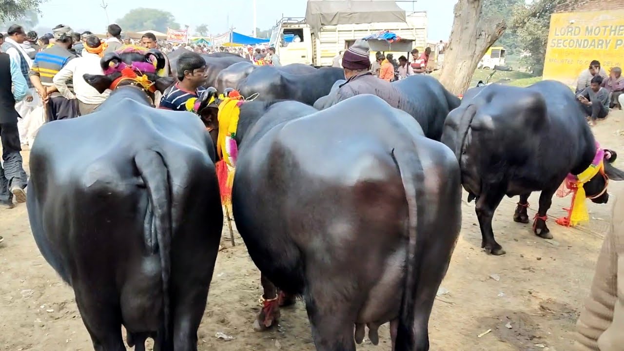 Bhind Pashu Mandi | Buffalo market | buffalo for sale indian | Pashu ...