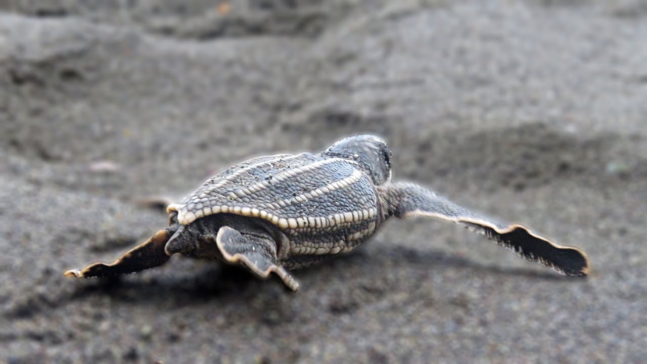 The long journey of a Leatherback Sea Turtle hatchling on low tide ...
