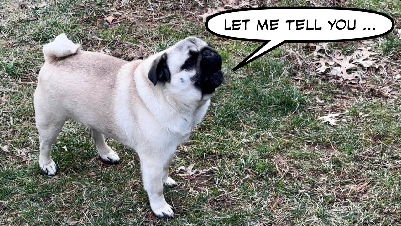 Cute Funny Pug talking to owner - YouTube