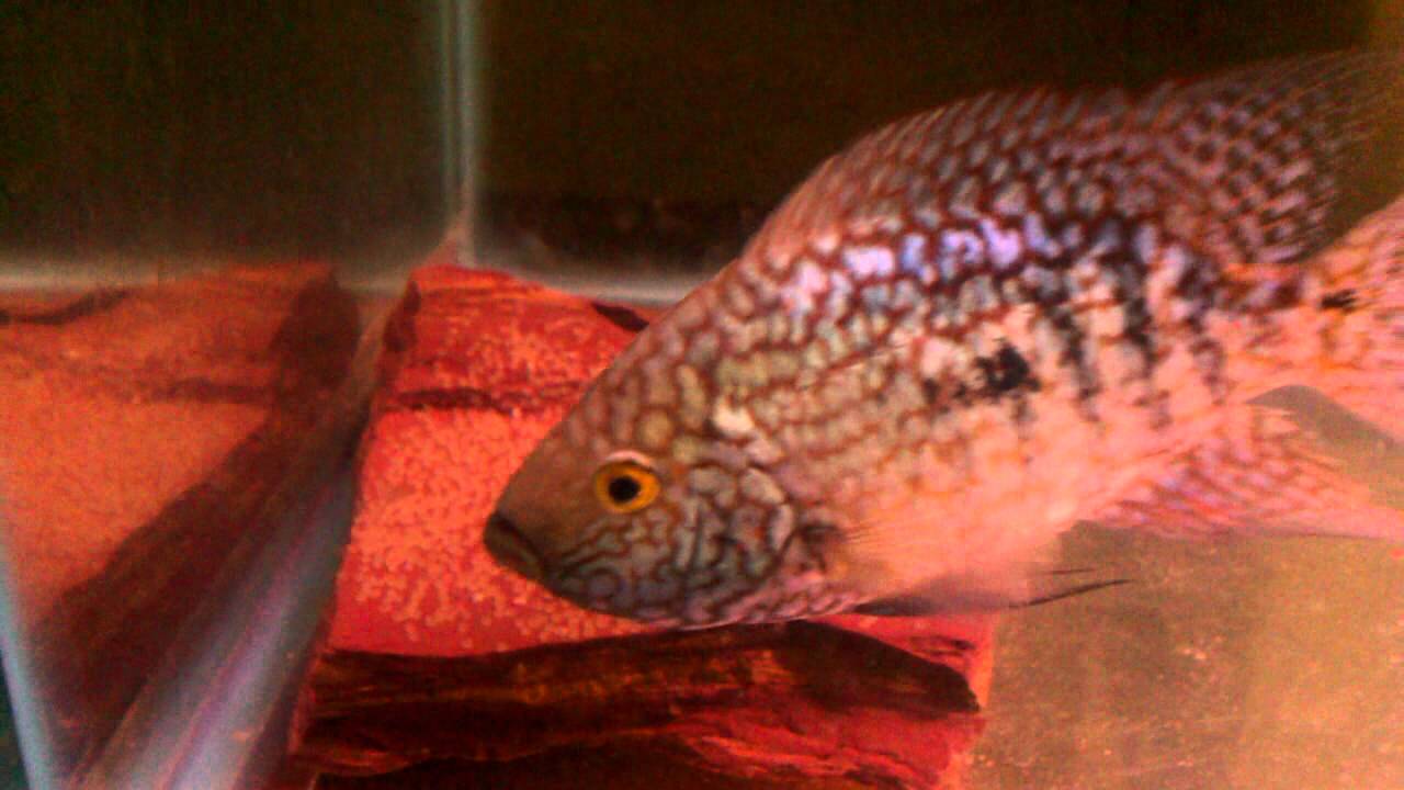 Red Texas pair pt2 laid eggs - YouTube