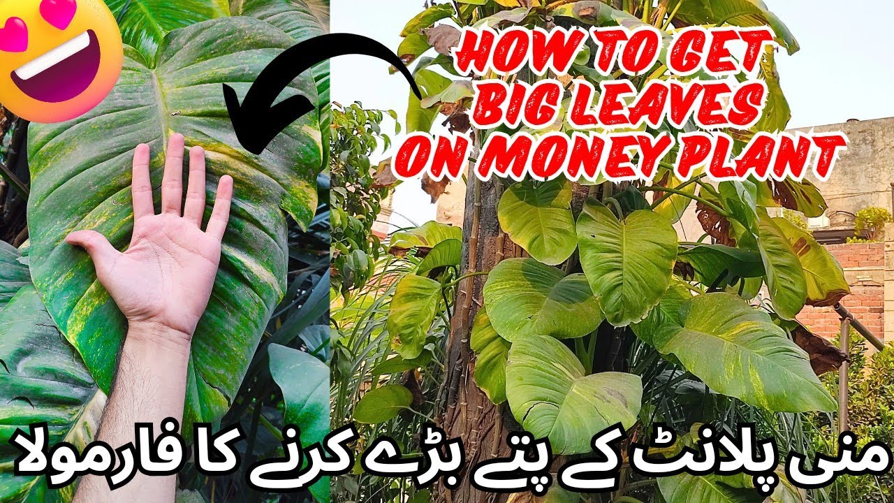 How To Get Big Leaves In Money Plant. Increase Money Plant Leave Size ...