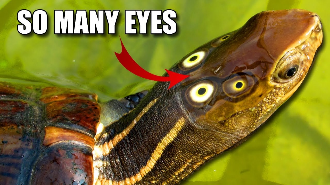 Four-Eyed Turtle Facts: the TURTLES with SO MANY EYES 🐢👁️👁️ - YouTube