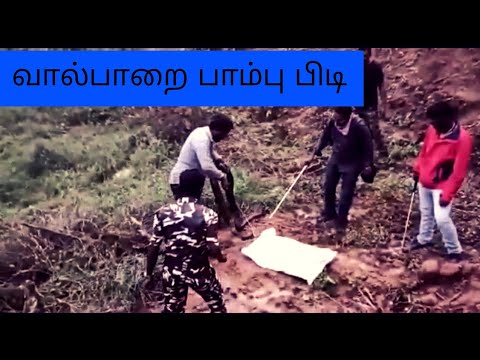 Valparai big snake - YouTube