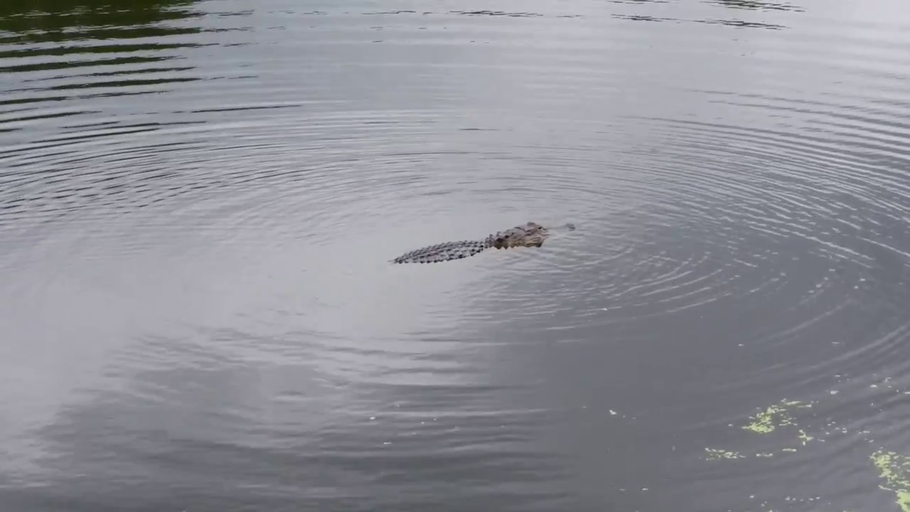 Alligator Attack! Palmetto Bluff, SC 4k - YouTube