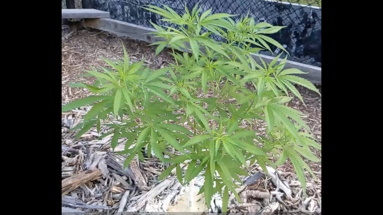 Monkey Genius: What a difference 22 days makes! - YouTube