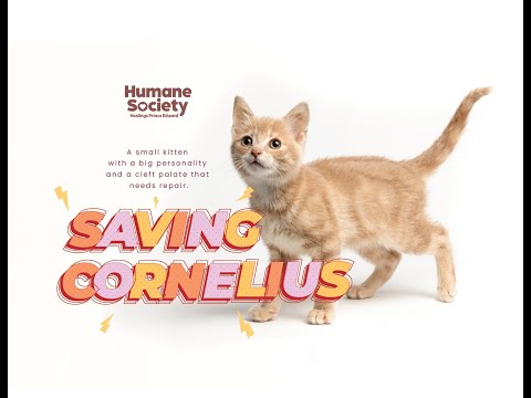 Fundraiser by Humane Society HPE - Quinte Humane Society : Saving Cornelius