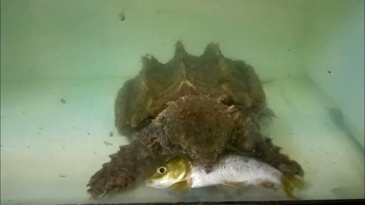 alligator snapping turtle feeding - YouTube