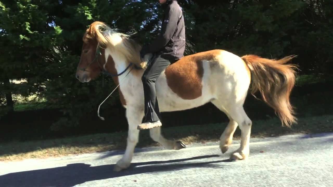 Rimba Bareback & Bitless - YouTube