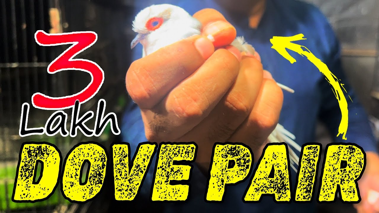Silver pied Dove Red Pied Dove Price in Pakistan - YouTube