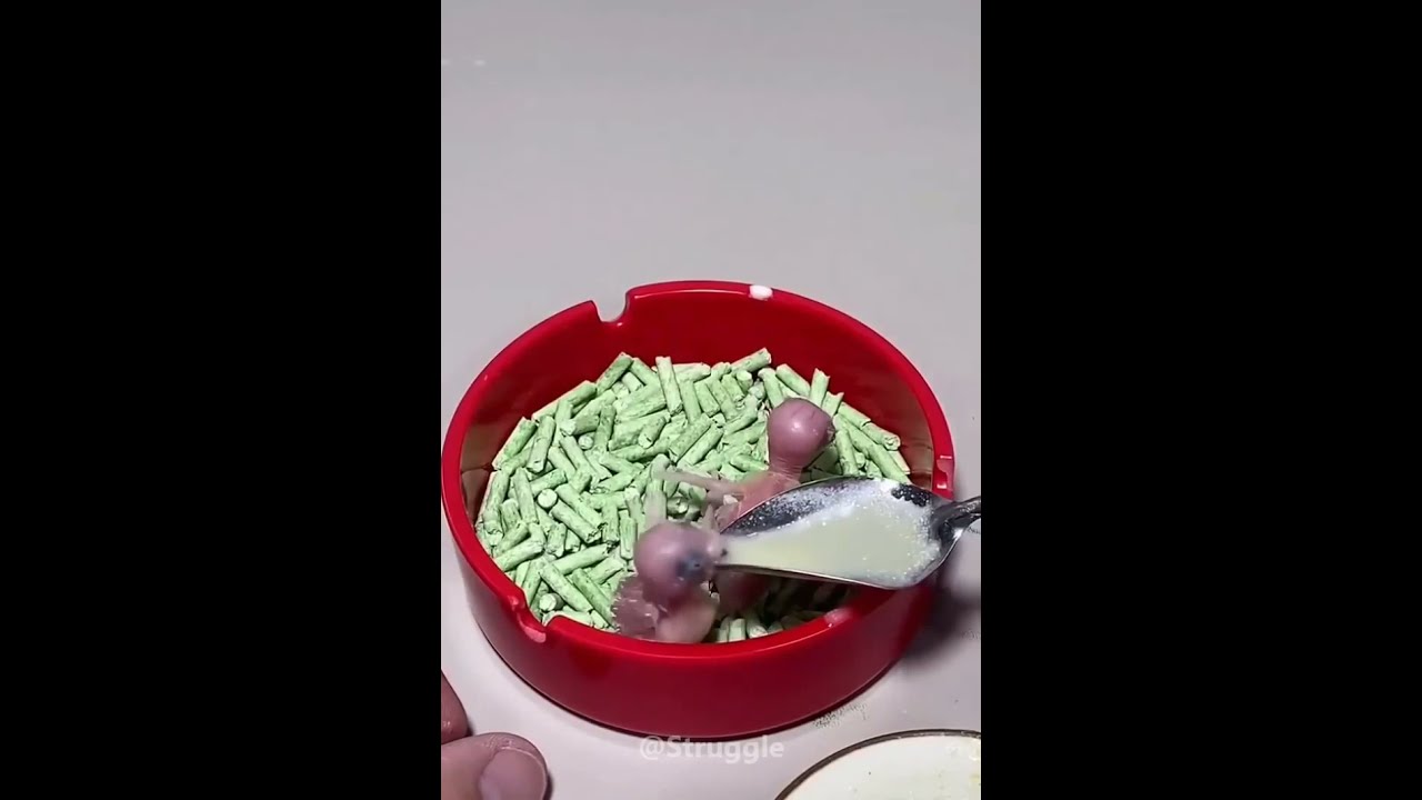 Life of Fefe Bird. The founder of floatation device - YouTube