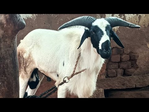 zamzamfarms@ madurai #9944626674 # sales sheep # sanda keda # muttu ...