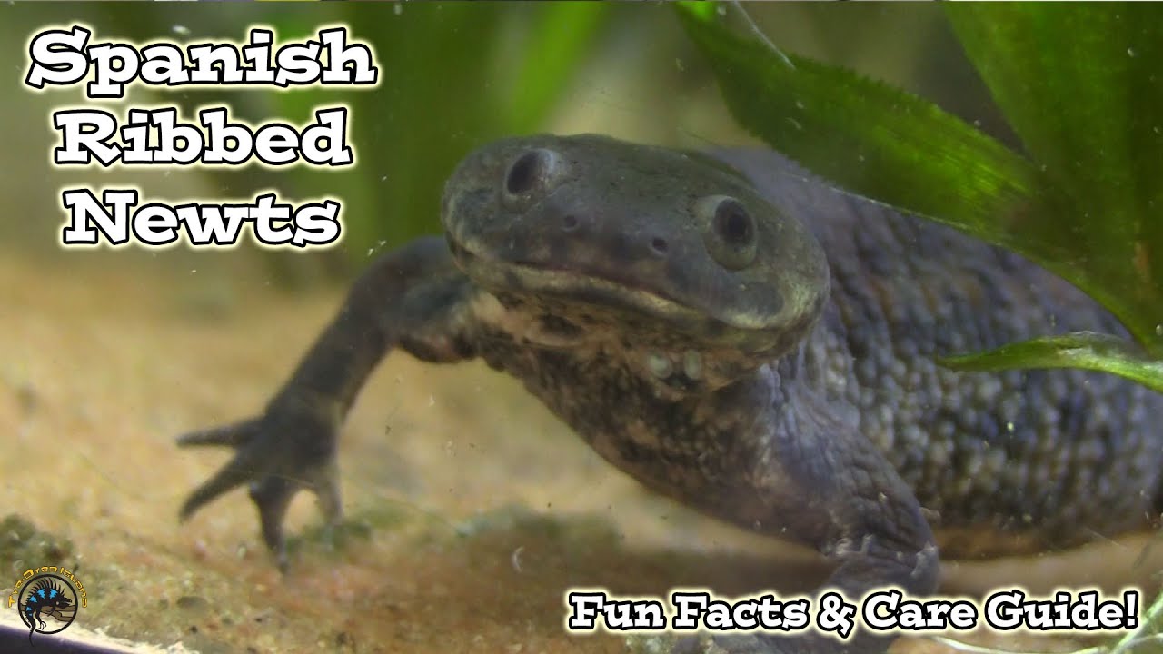 Meet the Spanish Ribbed Newt! -- Fun Facts and How to Take Care of Them ...