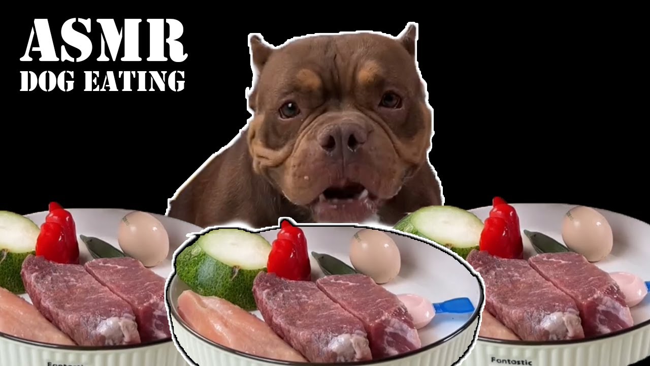ASMR MUKBANG: Dog Eating Eggs, Cow Meat, some fruit today | Asmr Sounds ...