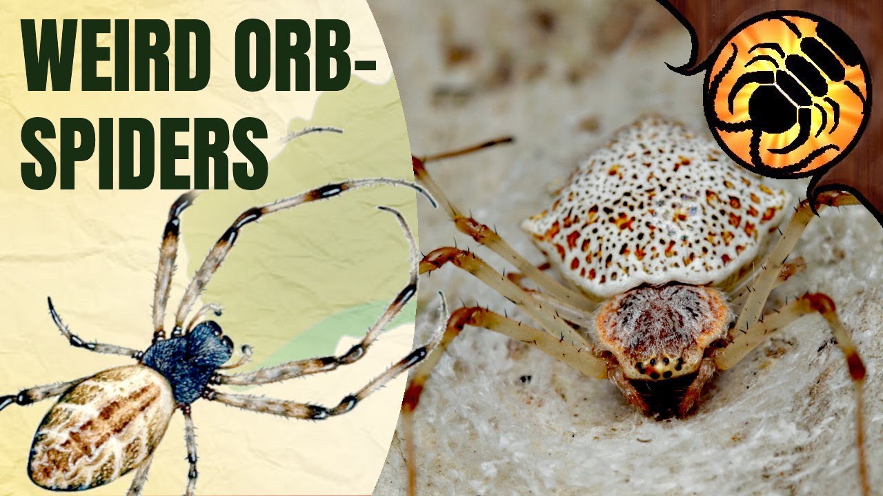 These Spiders are WEIRD! A Guide to Australian Spiders - YouTube