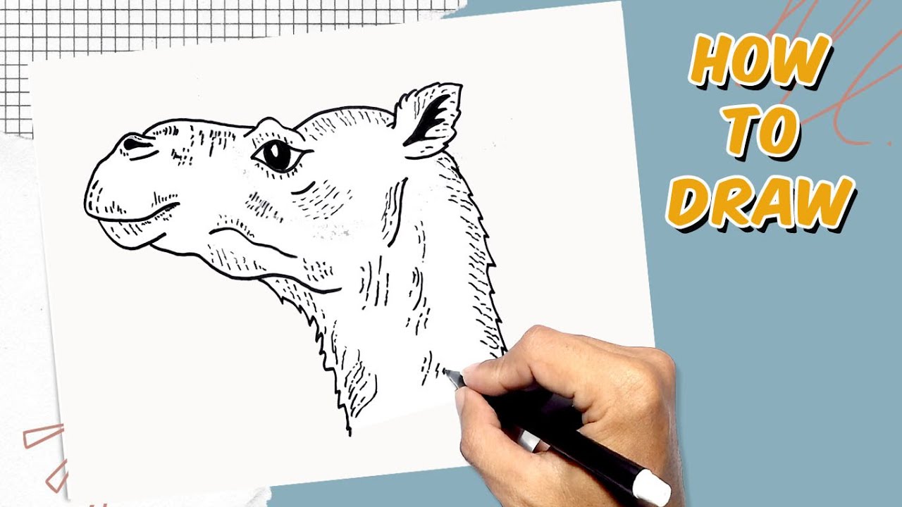 How to Draw Camel head - YouTube