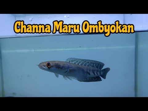 JACKPOT‼️ Channa Maru Obyokan Bakat Cabung & Bar SIMET - YouTube