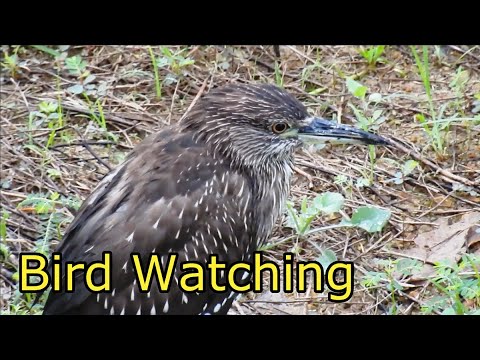 Borneo Bird watching // Burung Puchong keladi - YouTube