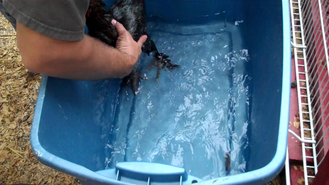 Bathing Chicken.MP4 - YouTube